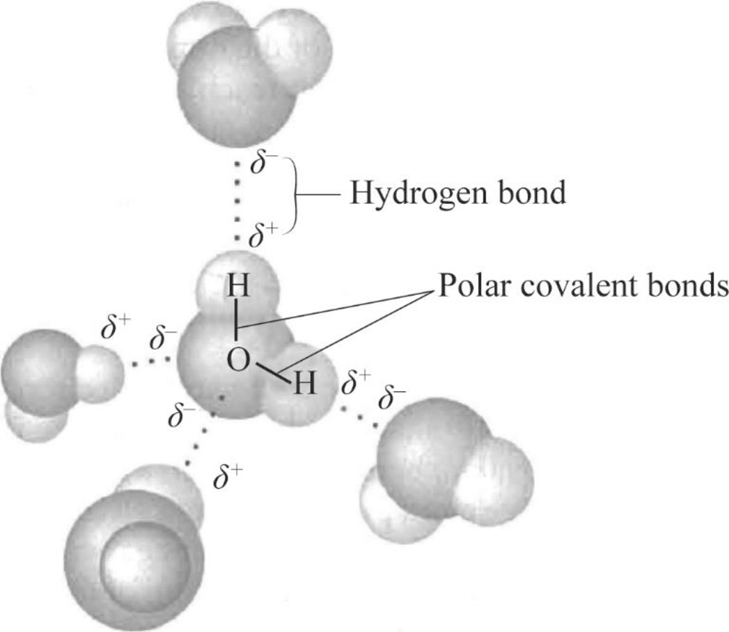 Water Molecule Bonding Water Molecule Bonding