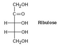 Draw D-ribulose in its five-membered cyclic Î²-hemiacetal form. | bartleby