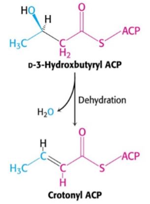 One of the steps in fatty-acid biosynthesis is the dehydration of ( R ...