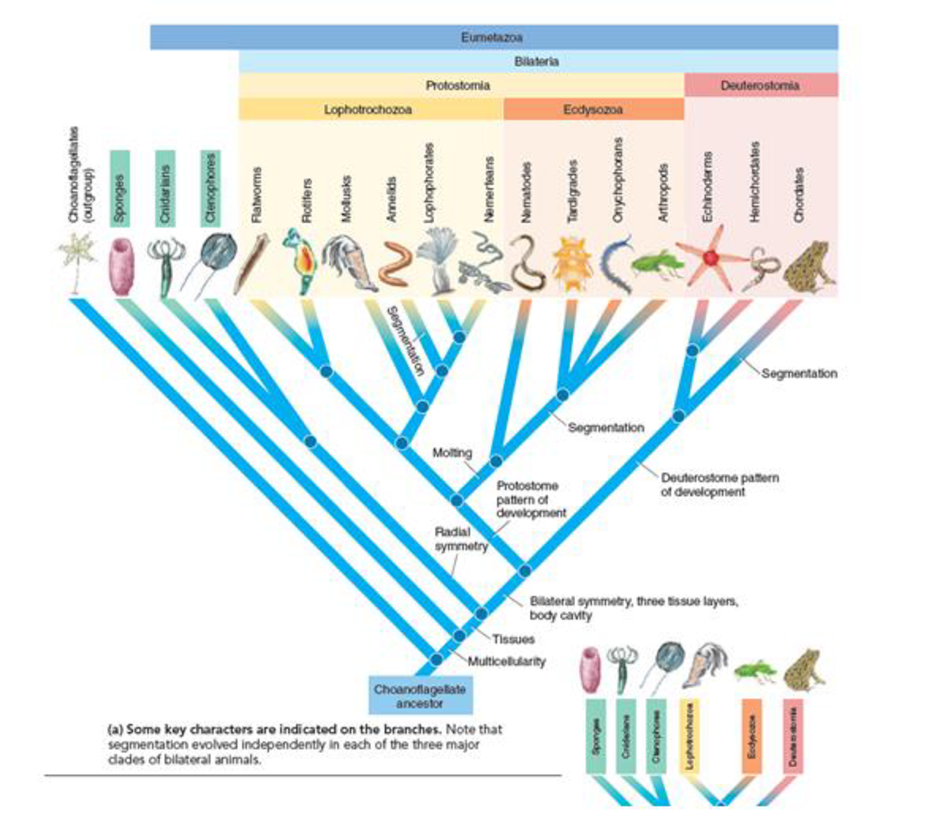 Animal Cladogram Cladogram Of Life Learning Science Science Education Animal Cladogram Cladogram Of Life Learning Science Science Education
