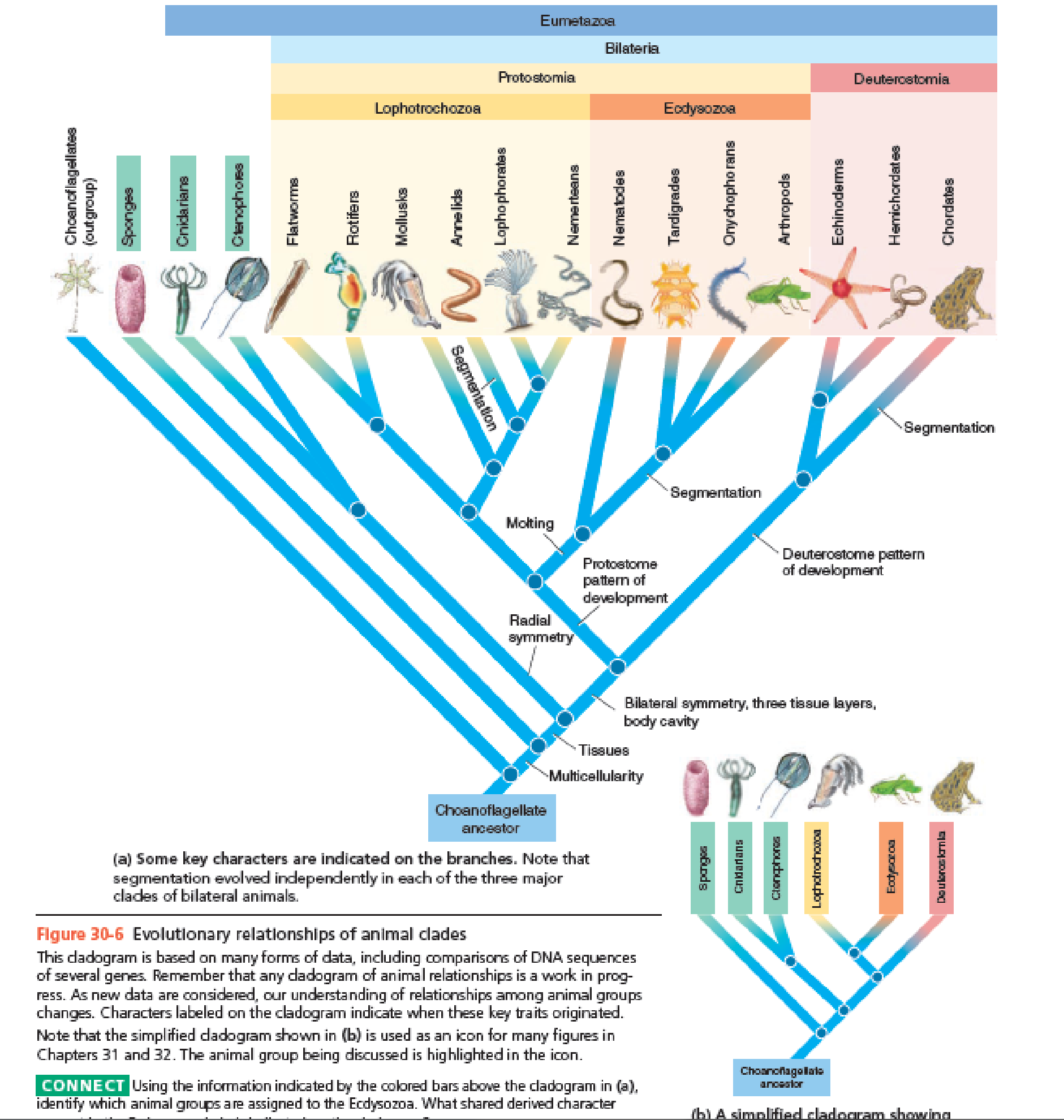 Animal Cladogram Cladogram Of Life Learning Science Science Education